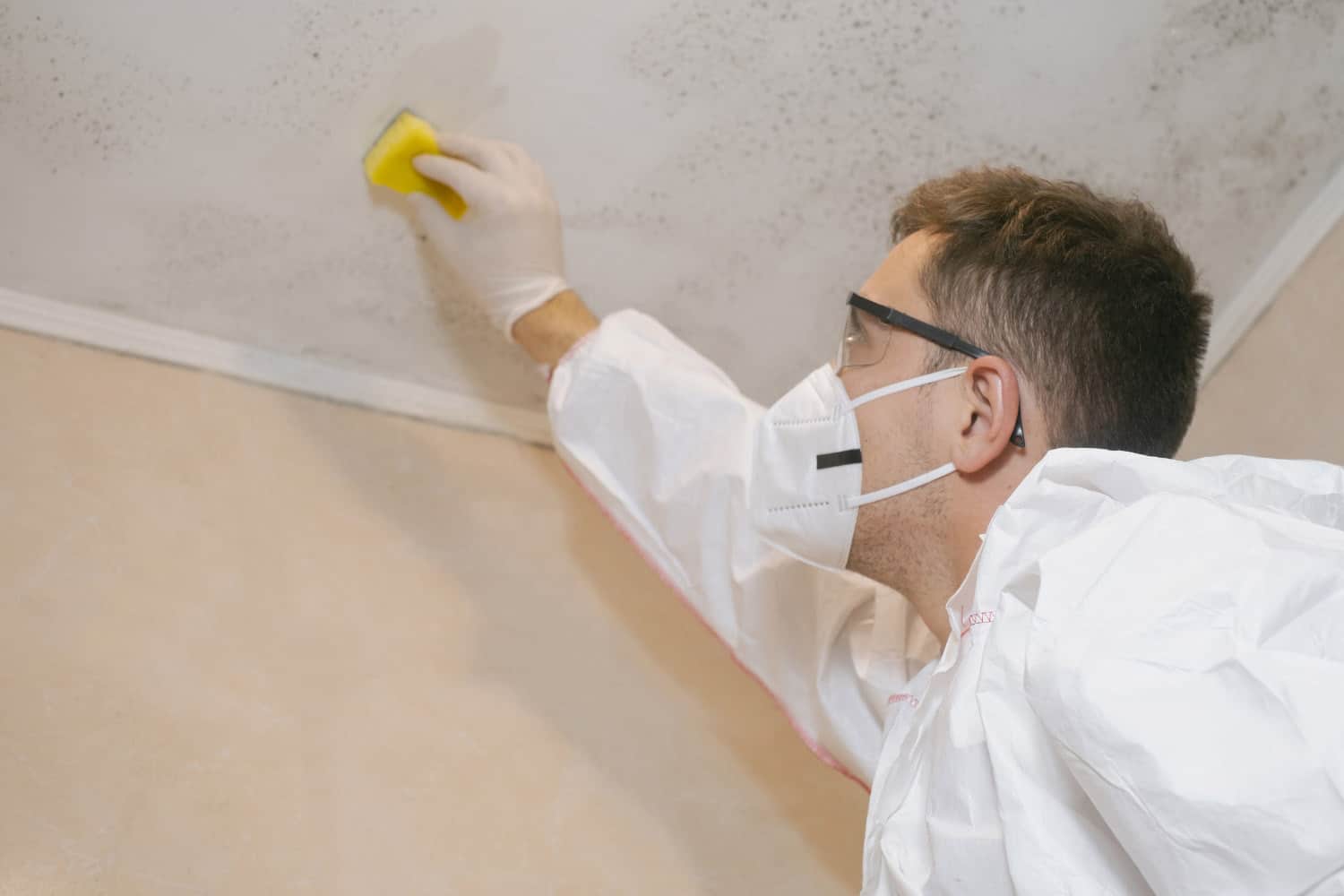 Mould Removal Auckland | Mould Removal & Remediation